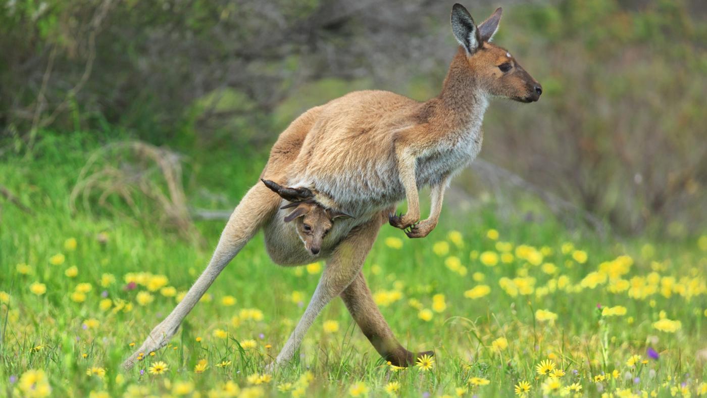 Which Animals Carry Their Babies in a Pouch?