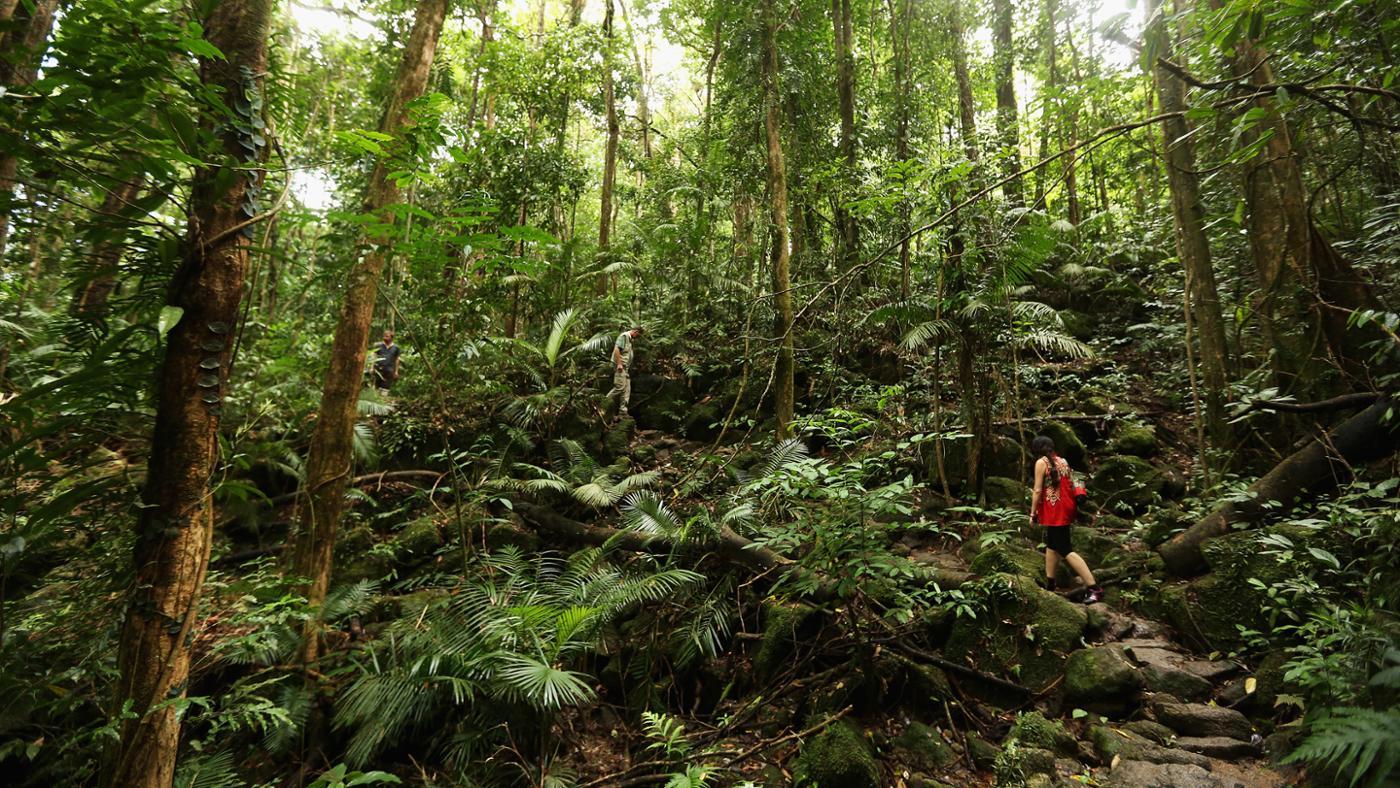 What Are Decomposers in Tropical Rainforests?