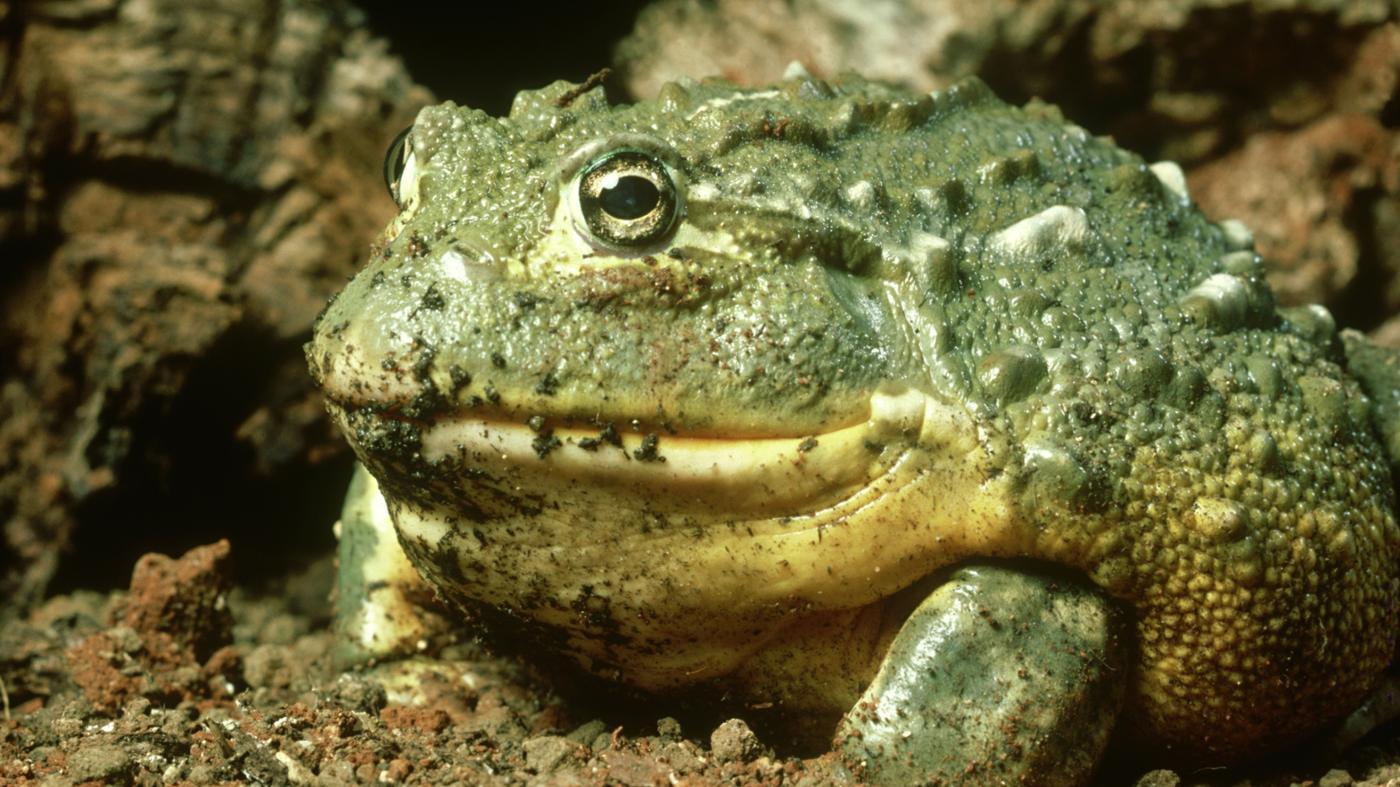 What Is the Function of the Fat Bodies in Frogs?