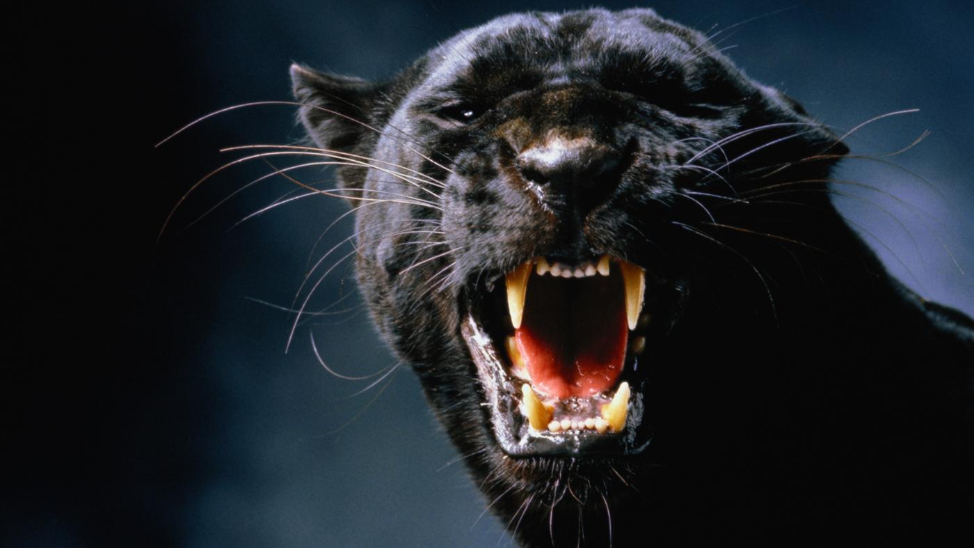 What Do Black Panthers Eat?