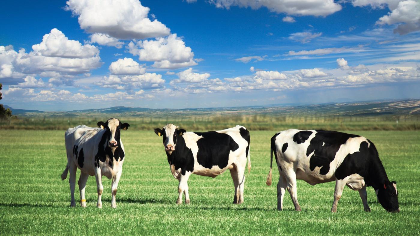 What Is the Habitat of a Cow?