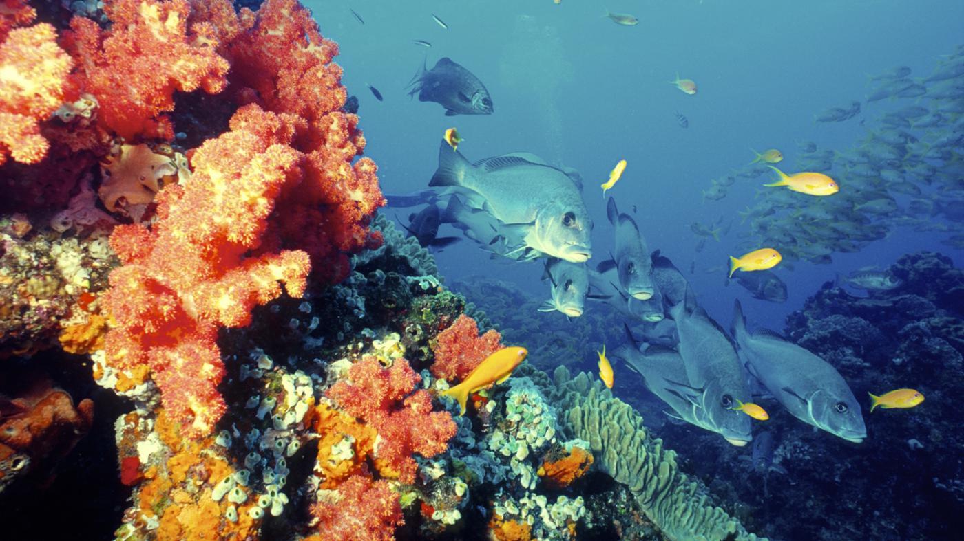 What Are the Nonliving Parts of an Ecosystem Called?