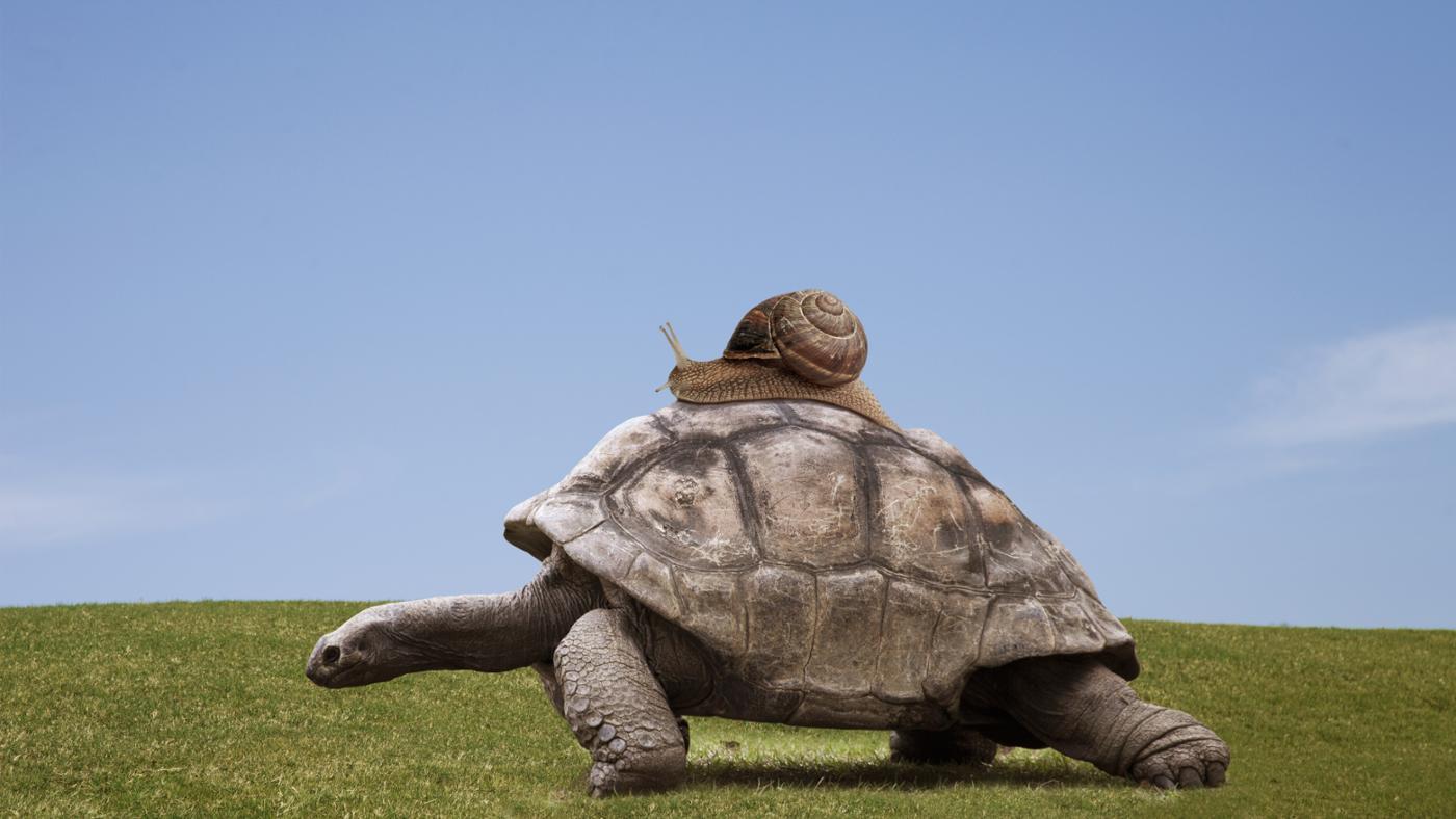 How Do Turtles Move?