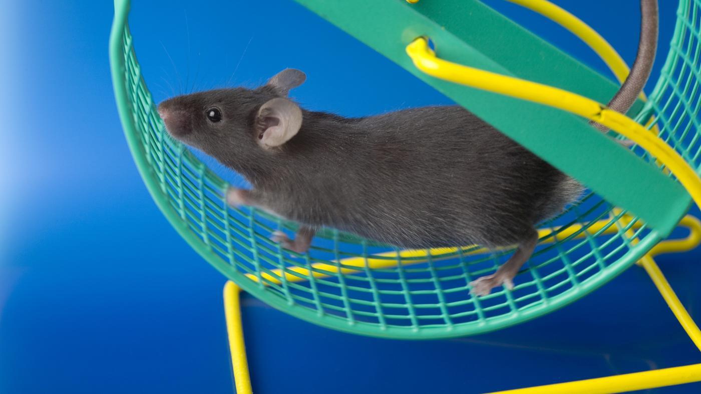 How Fast Can a Mouse Run?