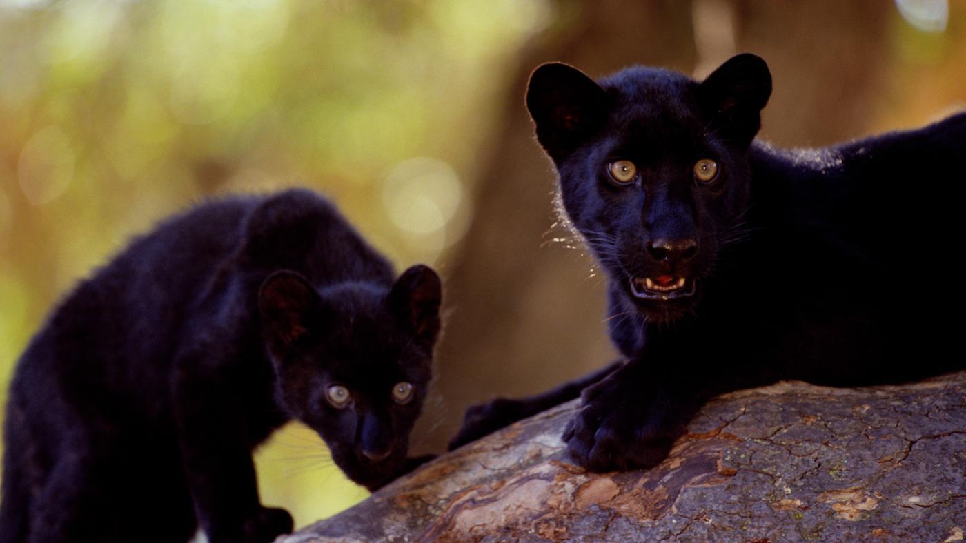 Where Do Black Panthers Live?