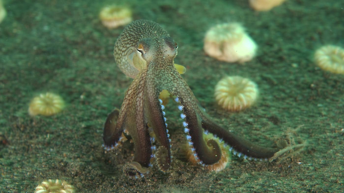 Do Octopuses Have Teeth?