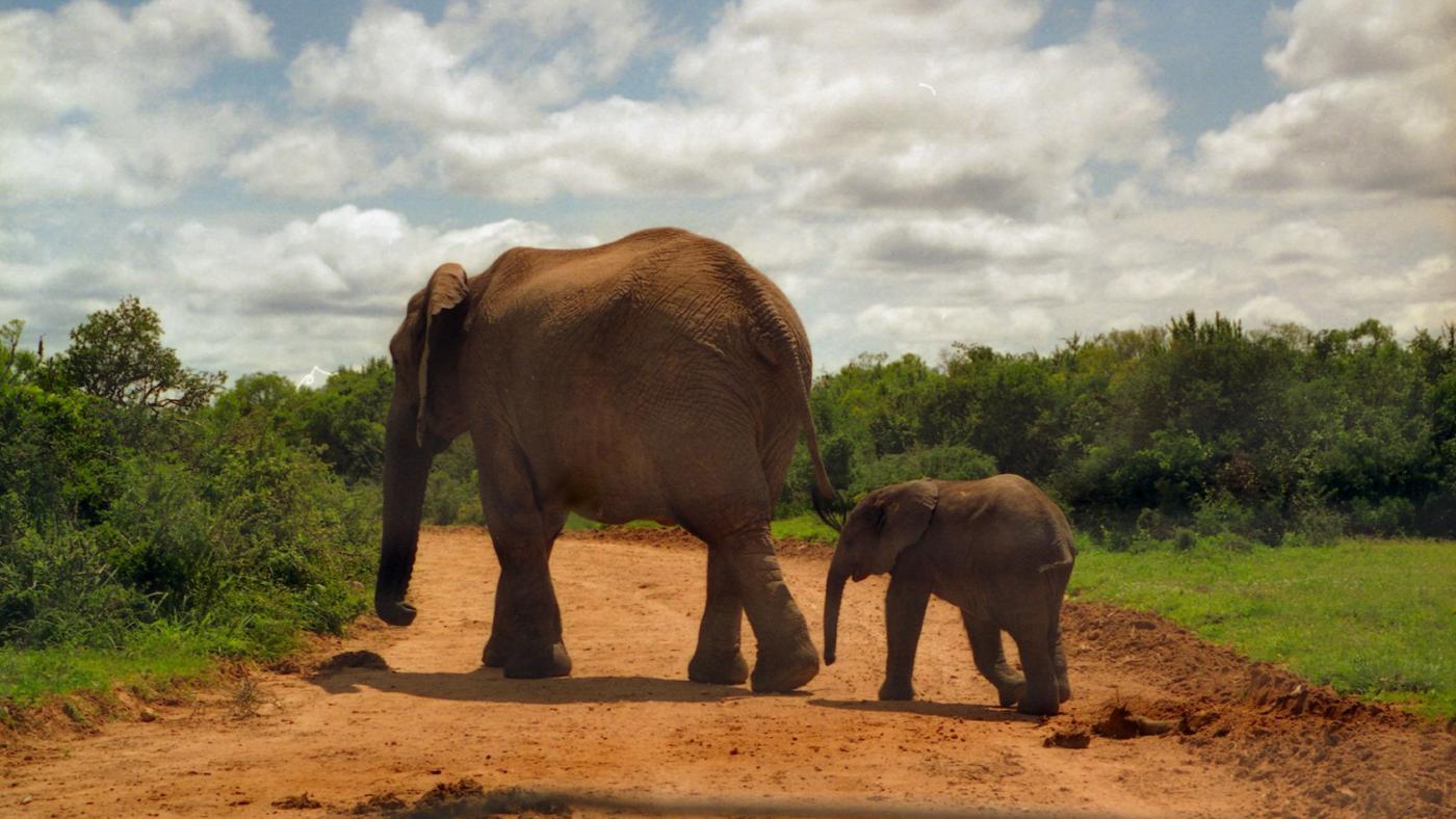 What Is the Significance of the Elephant to Delta Sigma Theta?