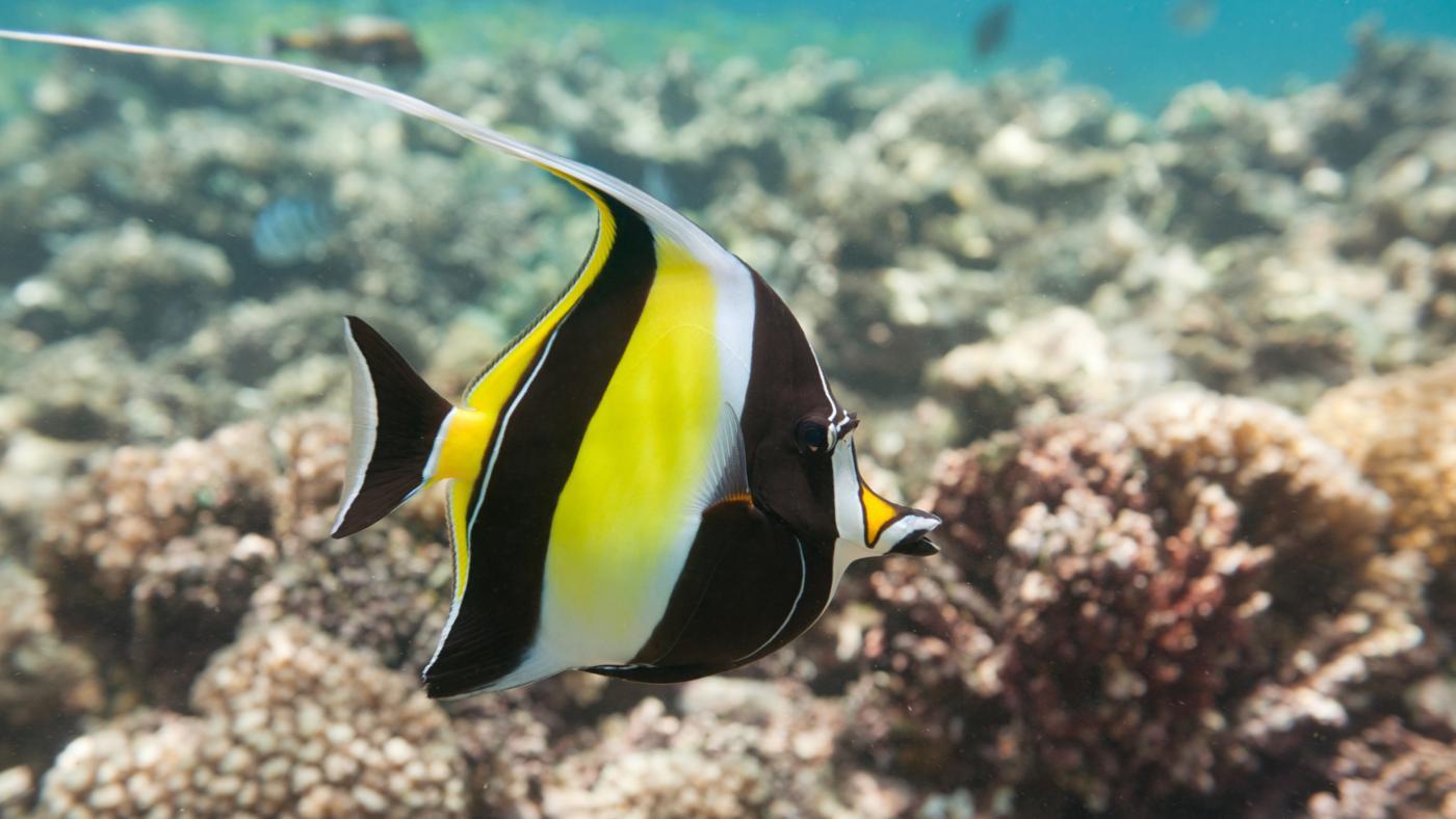 What Kind of Fish Is Gill From "Finding Nemo"?