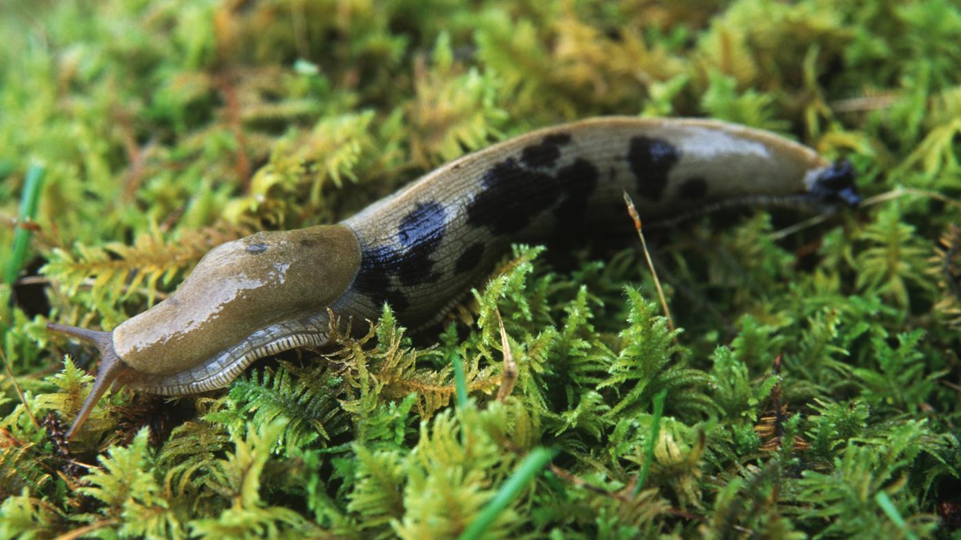 What Are the Names of Some Decomposers?