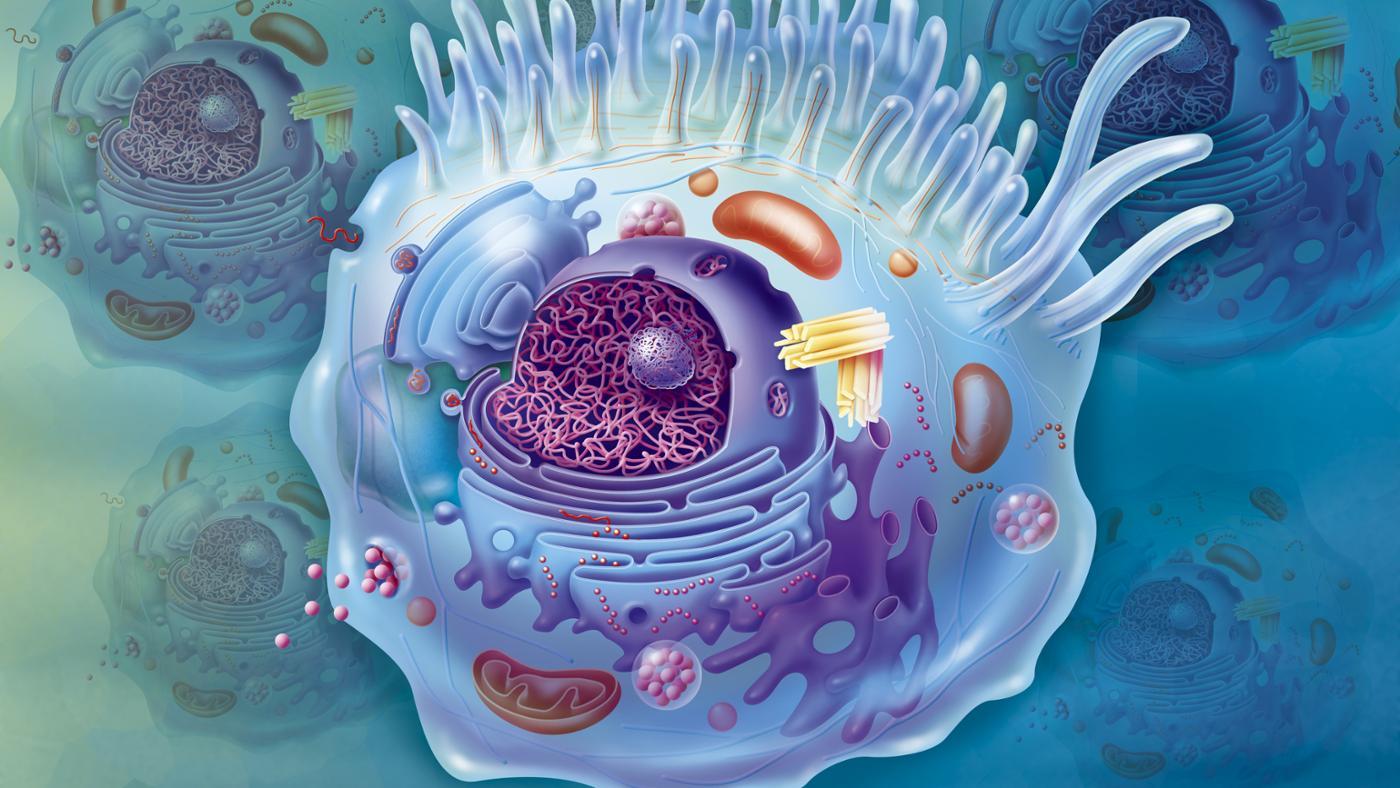 What Is the Control Center of a Cell?