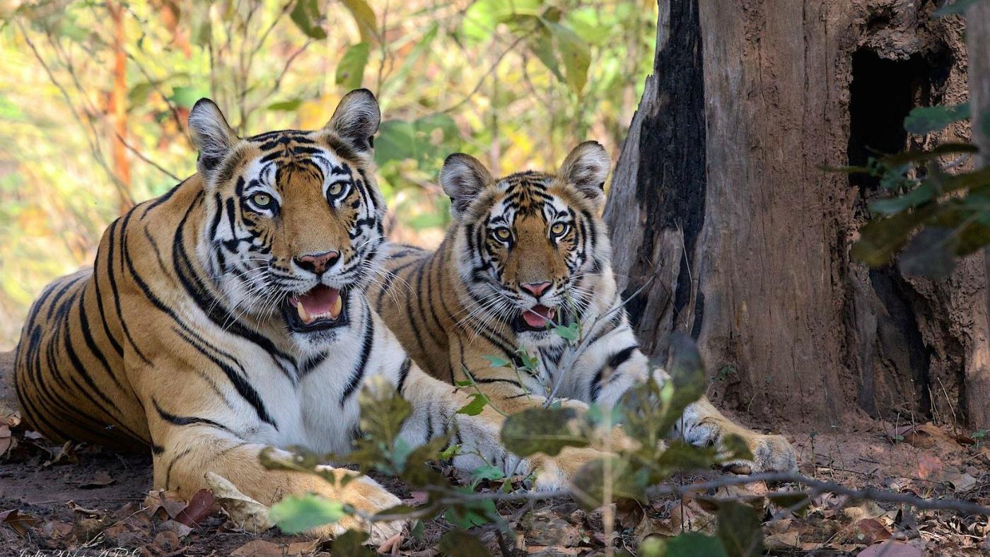 What Is the Average Size of a Tiger?