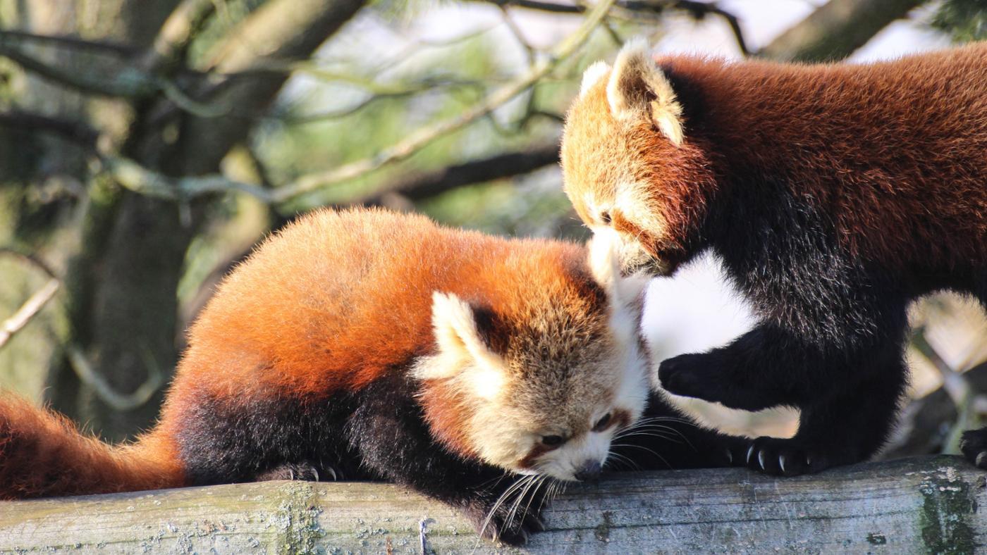 Is It Legal to Own a Red Panda As a Pet?