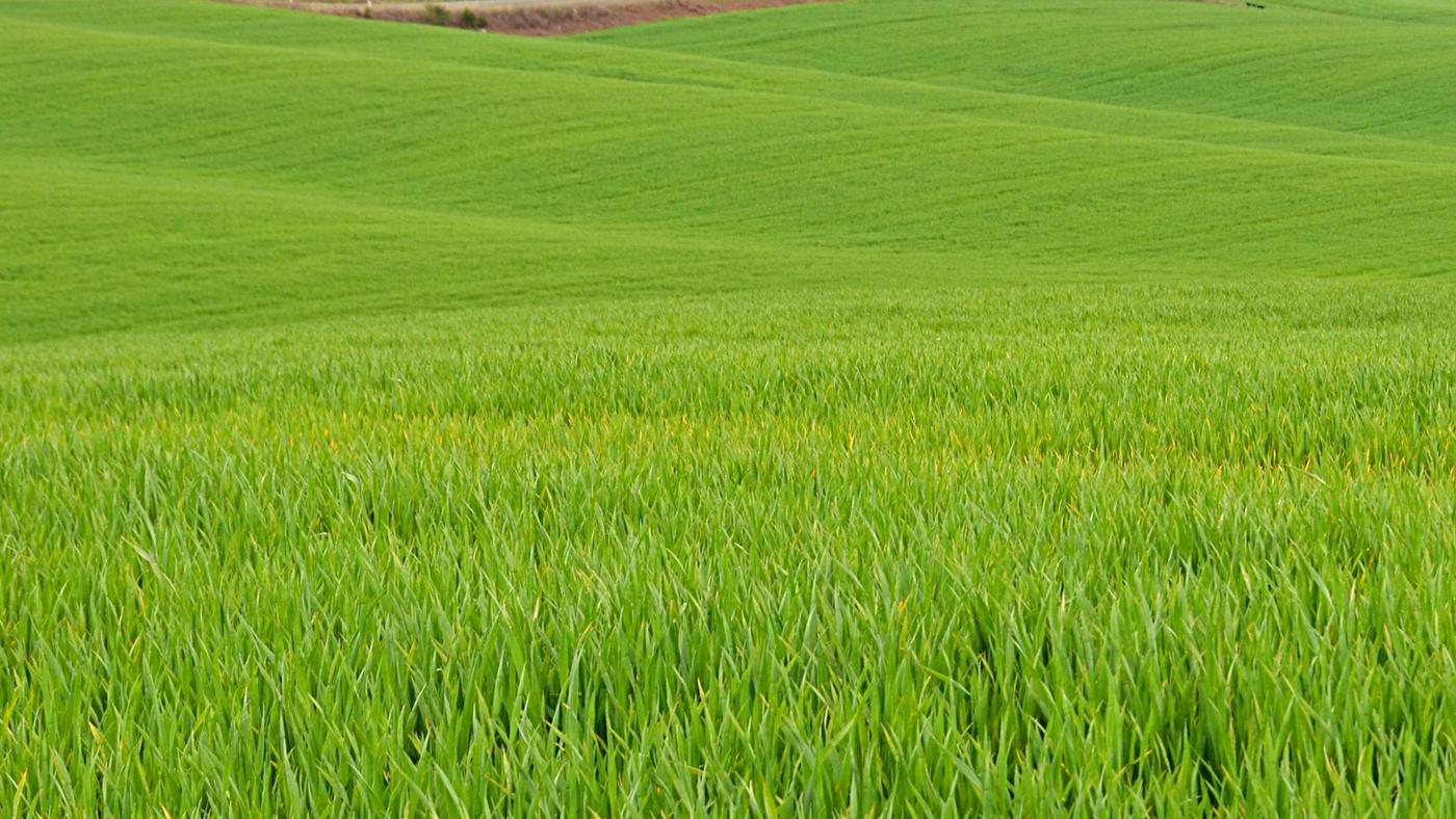 What Would Happen If There Were No Trees on Earth?