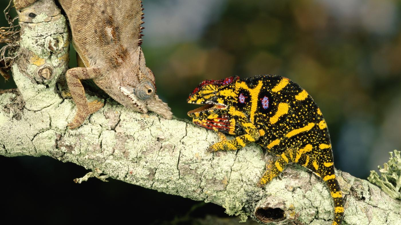 How Do Chameleons Reproduce?