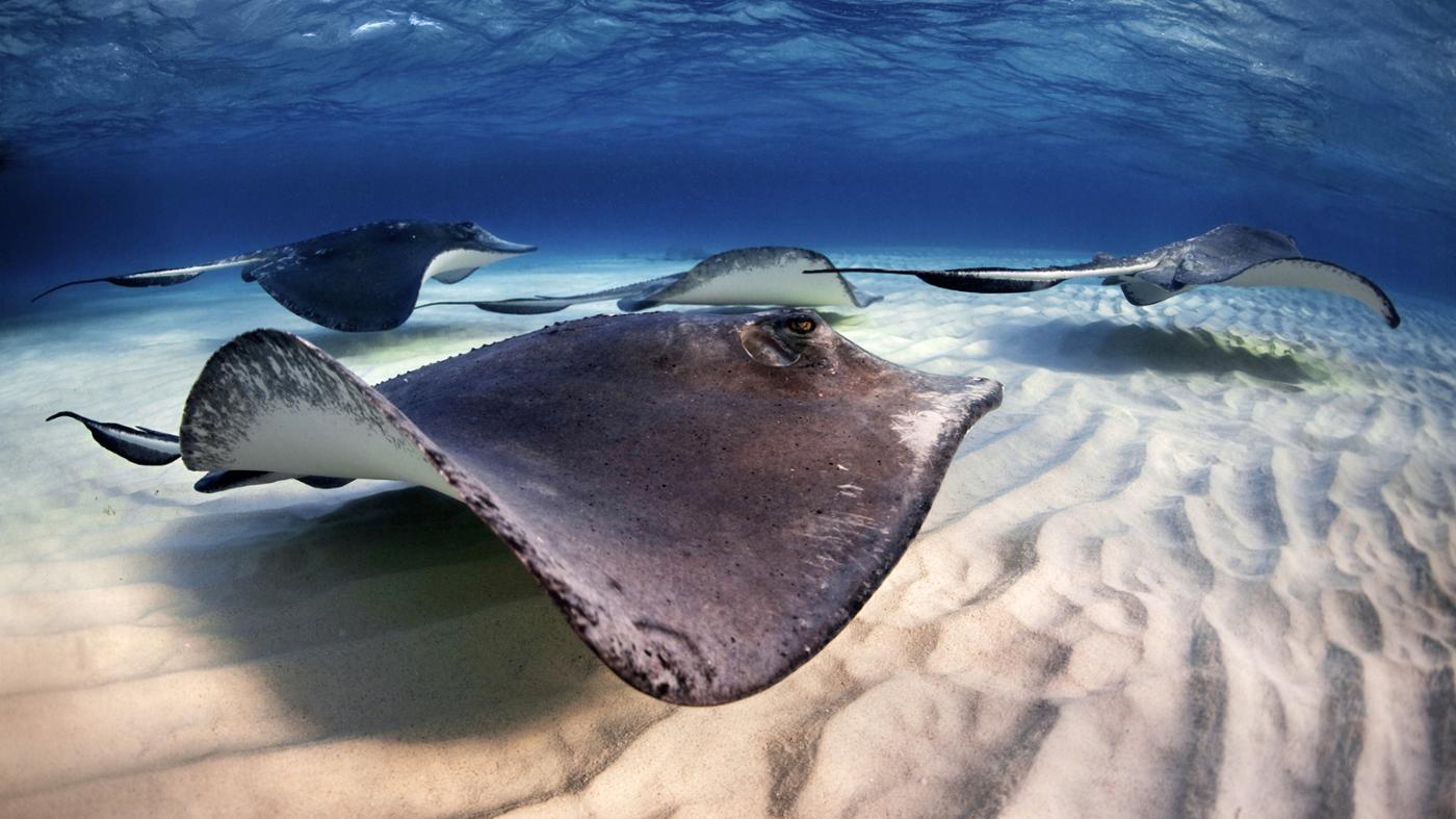 What Is a Group of Stingrays Called?