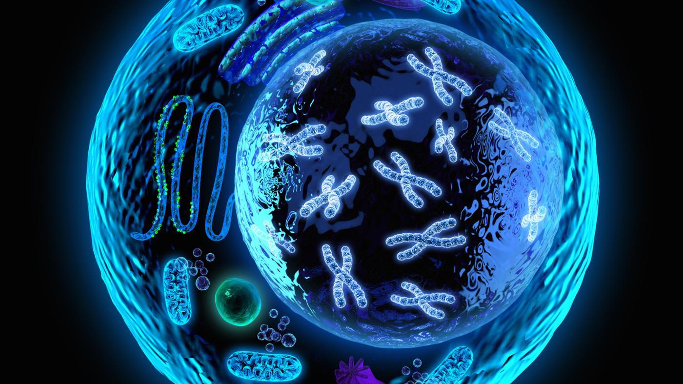 How the Shape of a Cell Relates to Its Function?