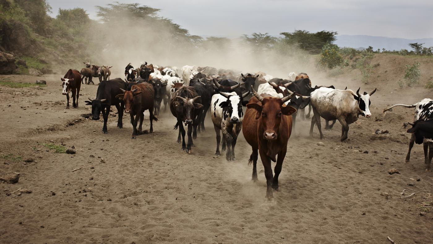 Why Did Cattle Drives End in the Late 1800s?