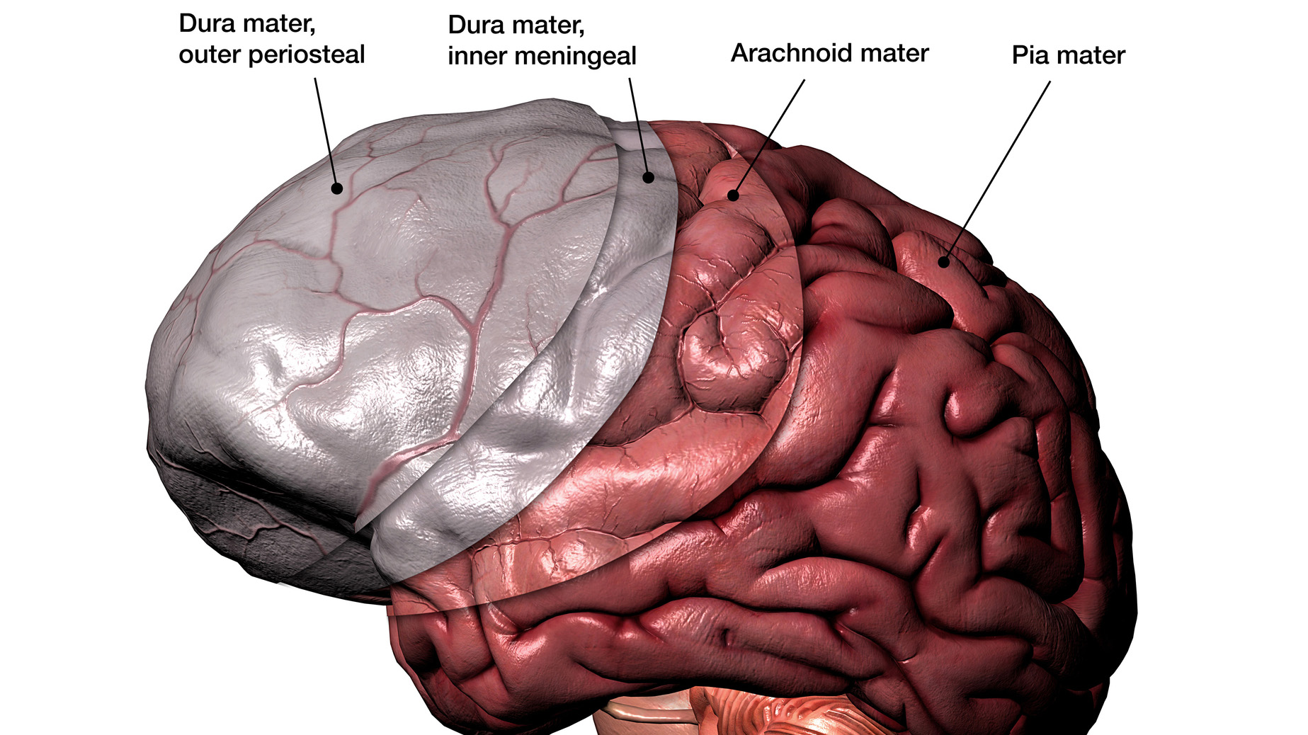 Which Body Parts Start with the Letter "D"?