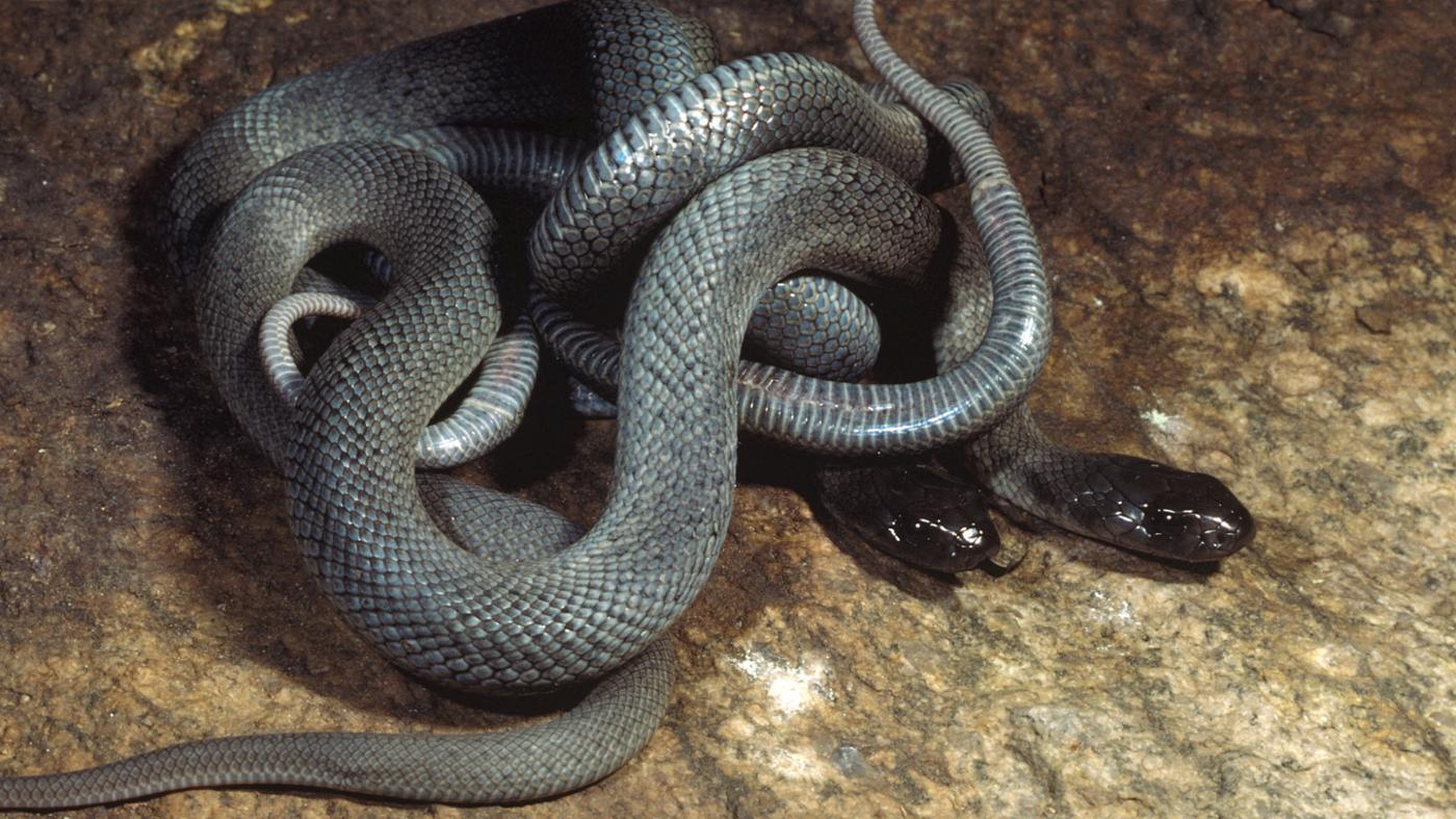 What Is a Group of Snakes Called?