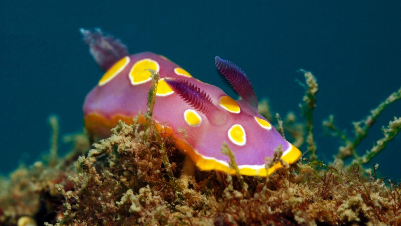 What Are Examples of Ocean Decomposers?