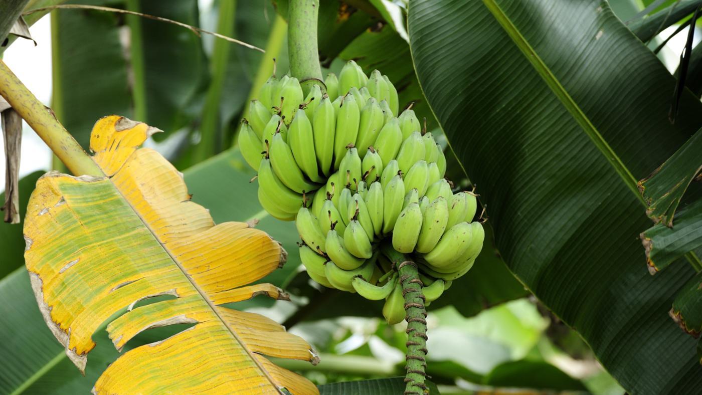 What Is the Scientific Name of a Banana?