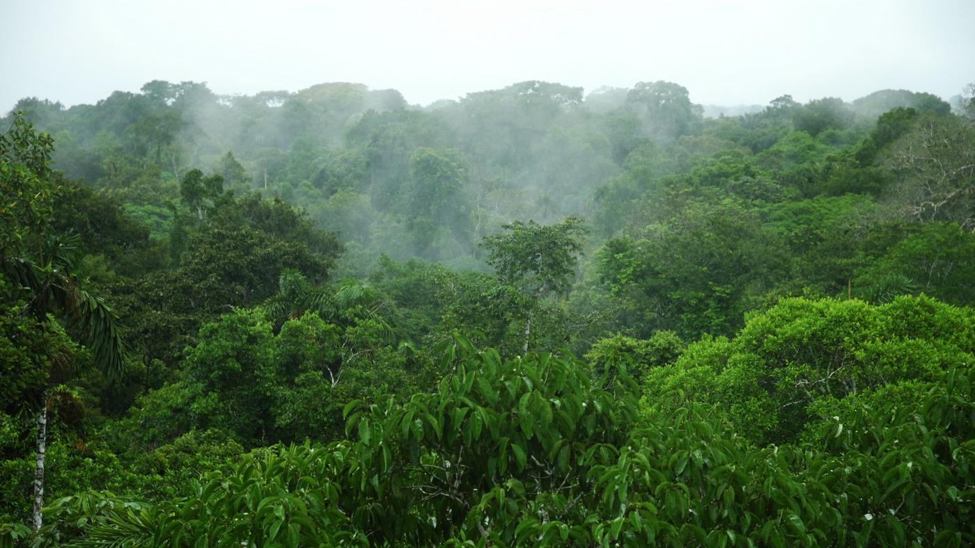 What Is the Average Rainfall in the Amazon Rainforest?