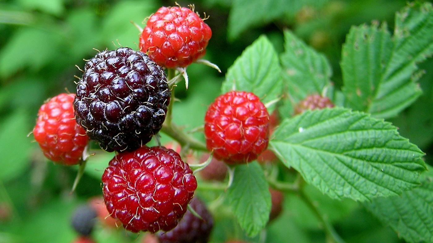 What Is a Brambleberry?