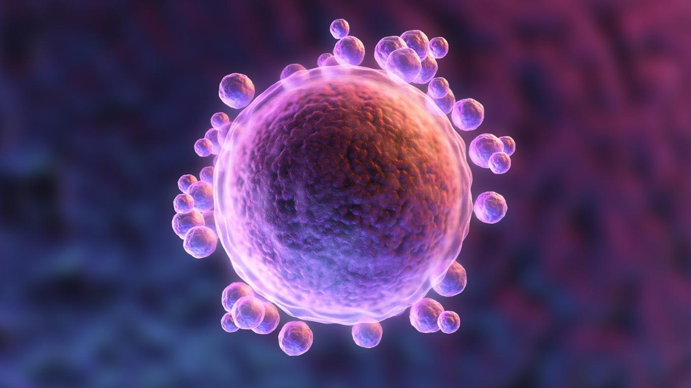 How Is an Egg Cell Adapted?