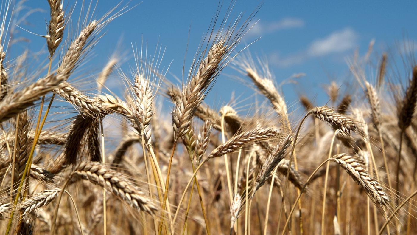 What Were the Staple Crops of the American Colonies?