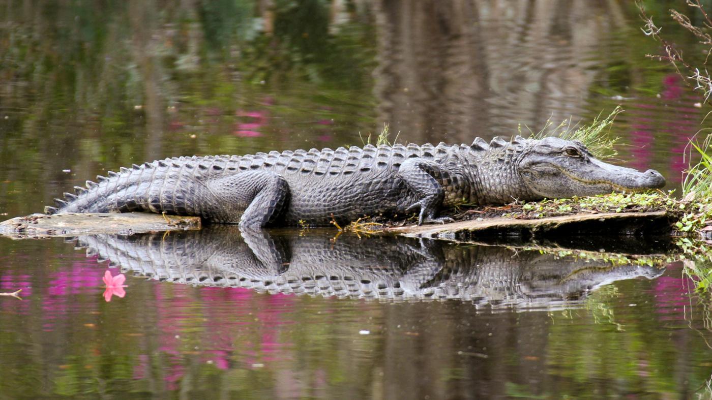How Long Can an Alligator Stay Underwater?
