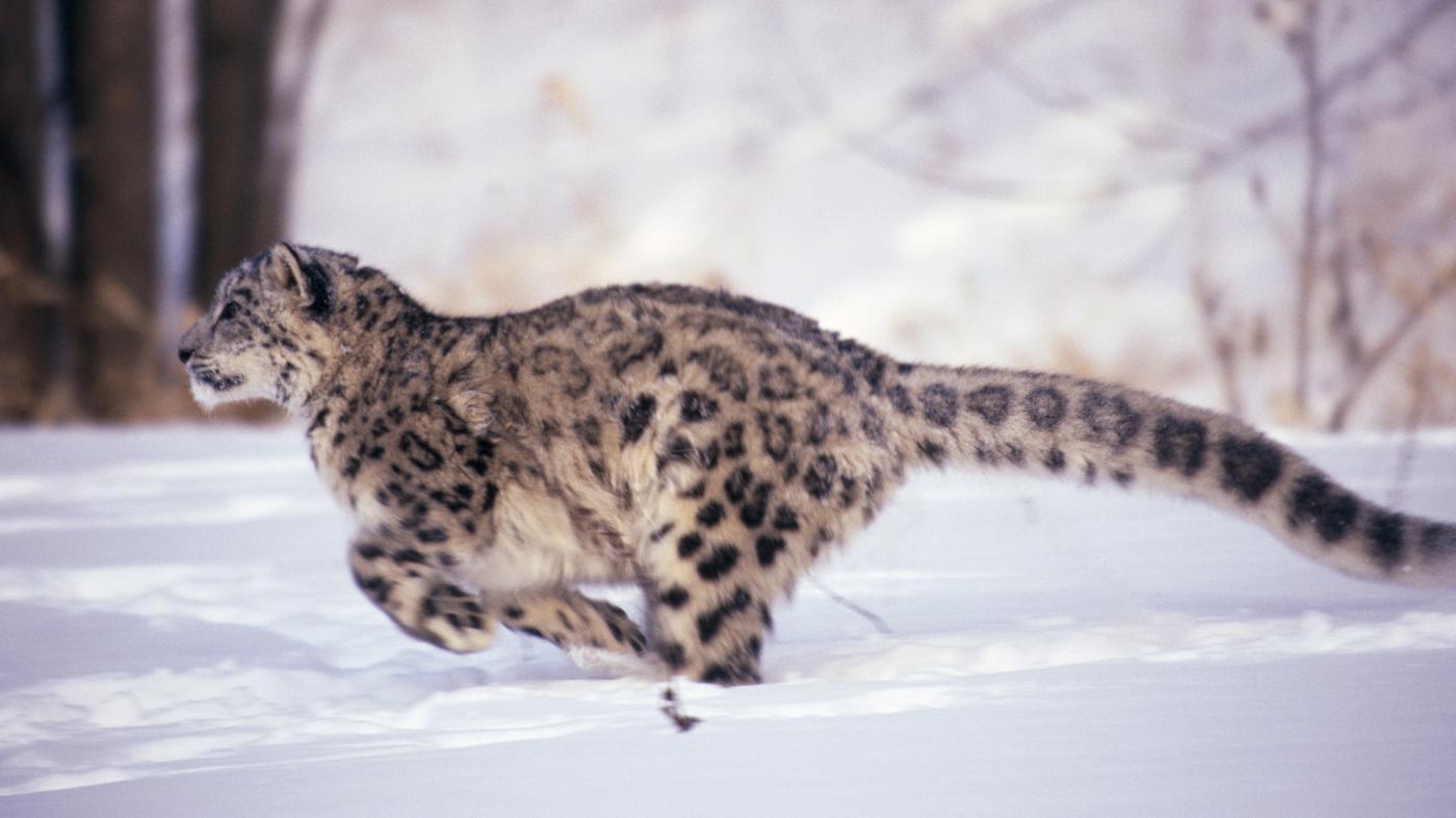 How Fast Can a Leopard Run?
