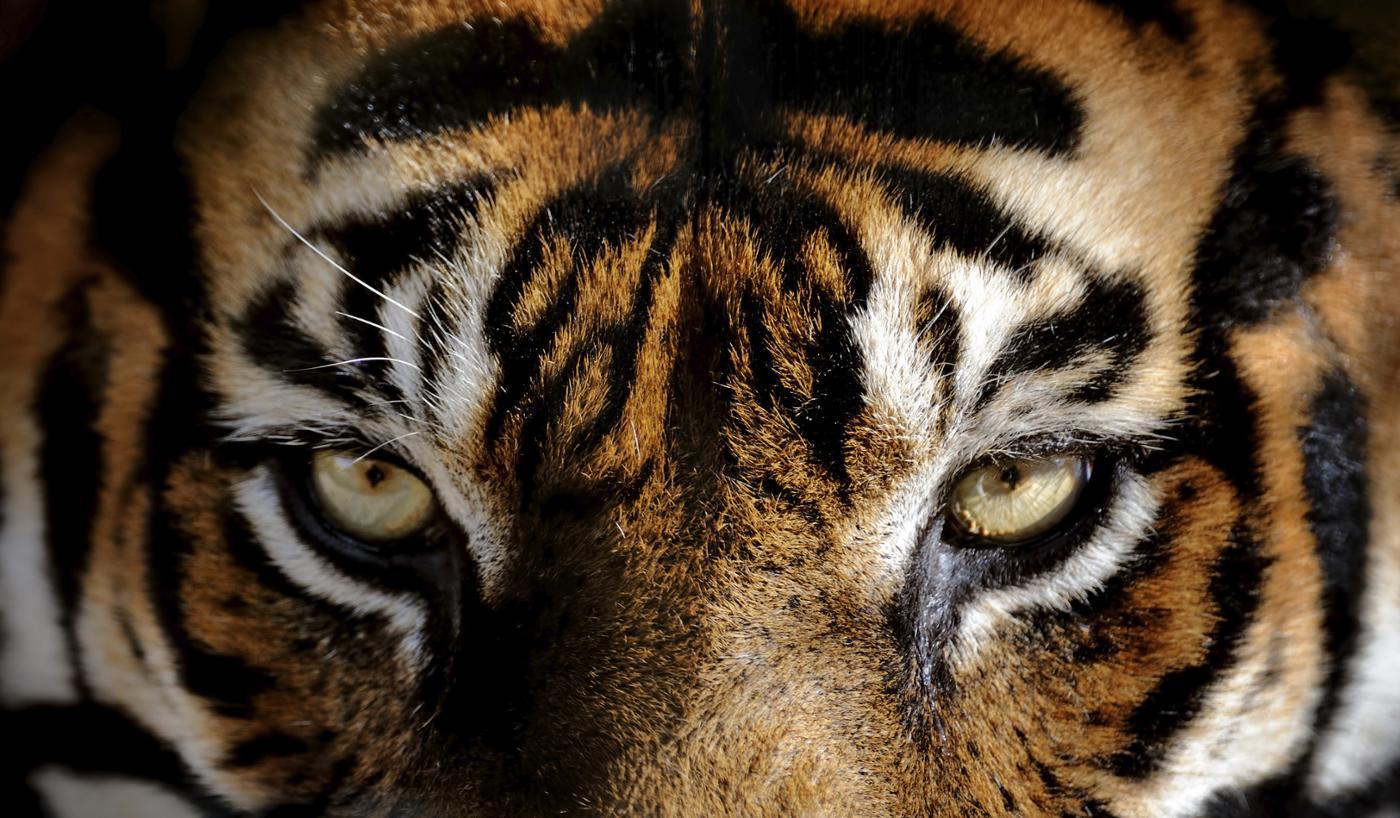 What Color Eyes Do Tigers Have?