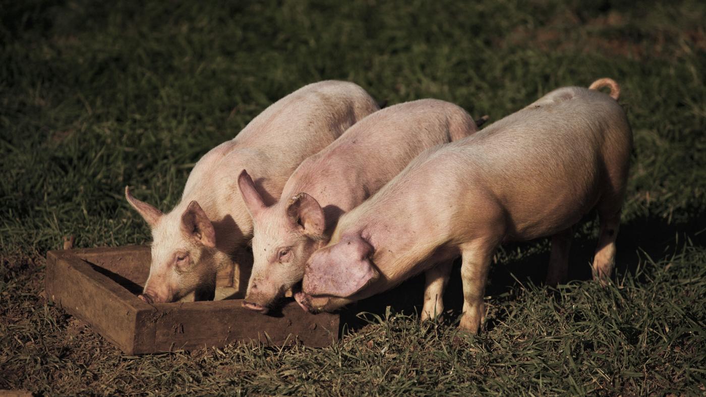 What Is in Pig Slop?