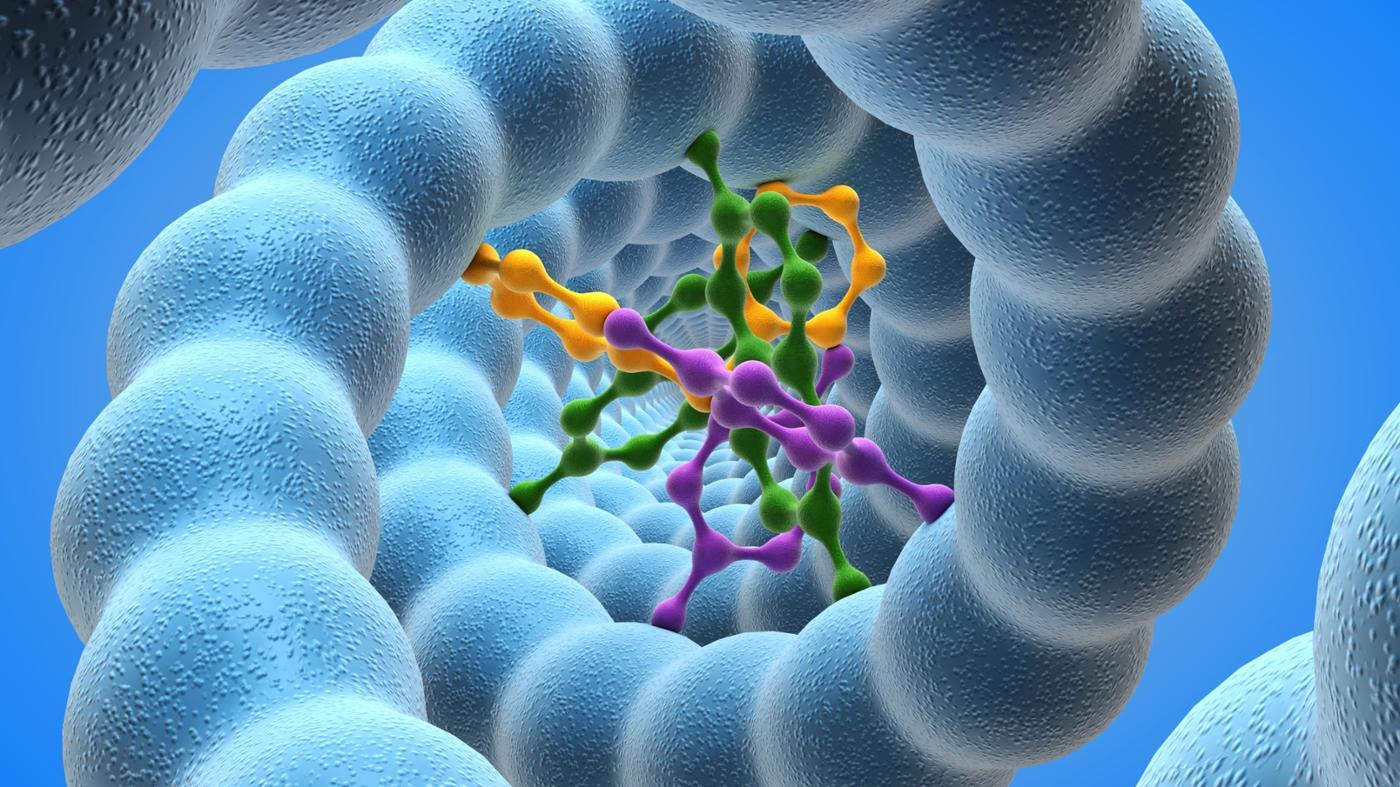 What Is the Function of Nucleoids?