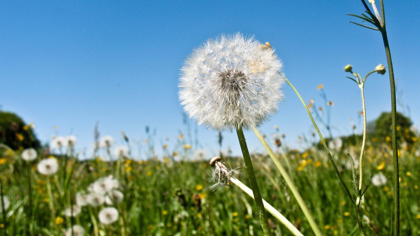 What Are the Stages of a Dandelion?