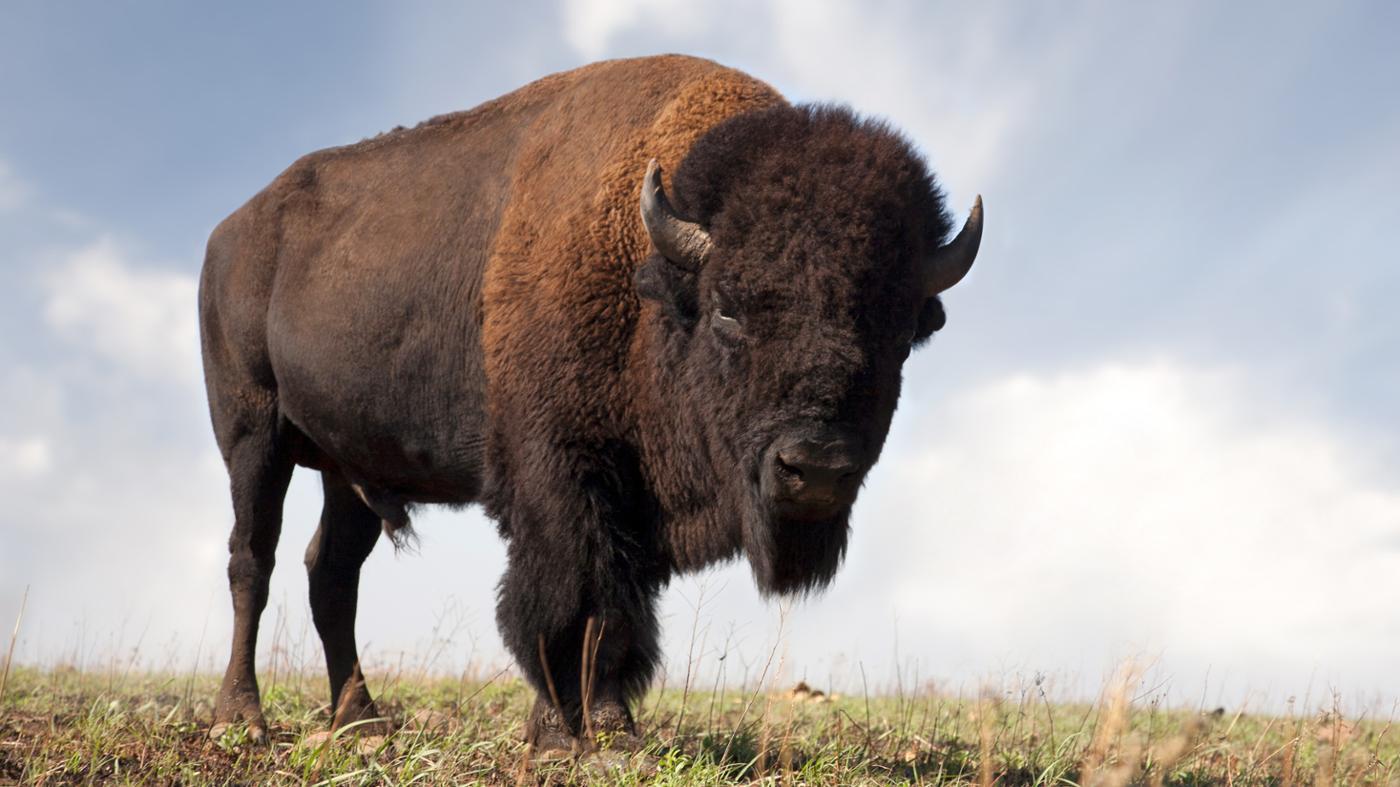 How Much Does a Buffalo Weigh?