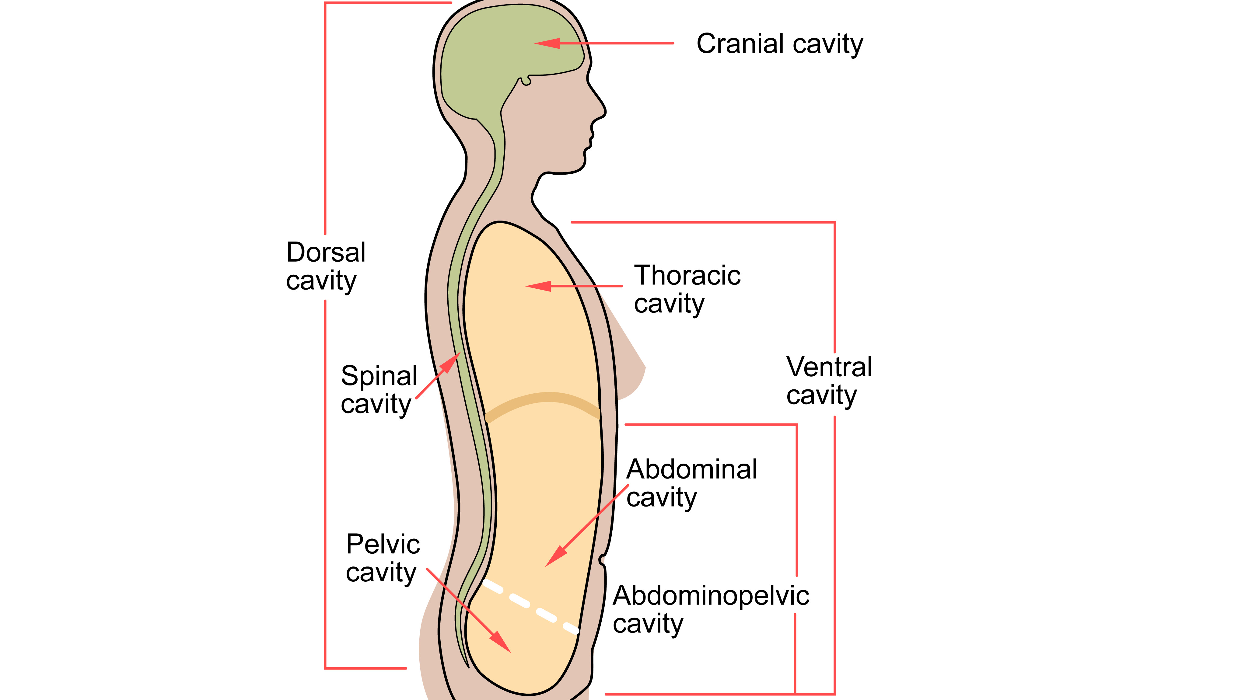 Which Body Parts Start with the Letter "D"?