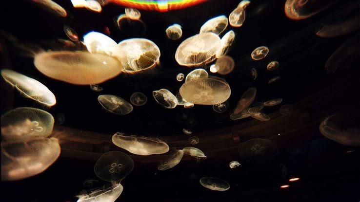 What We Learned When NASA Sent Jellyfish To Space