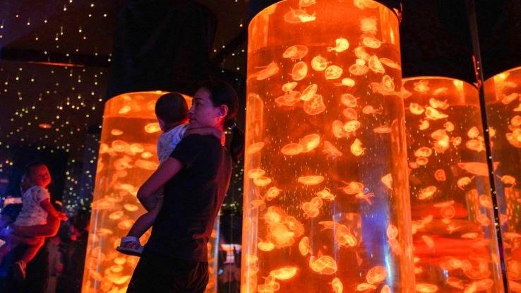 What We Learned When NASA Sent Jellyfish To Space