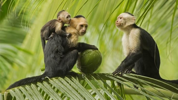 What Is an Example of Mutualism in the Rainforest?