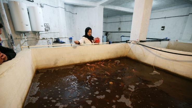 What Are the Advantages and Disadvantages of Fish Farming?