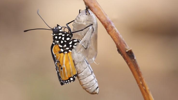 What Are Some Symbols of Change and Growth? Things That Represent Change