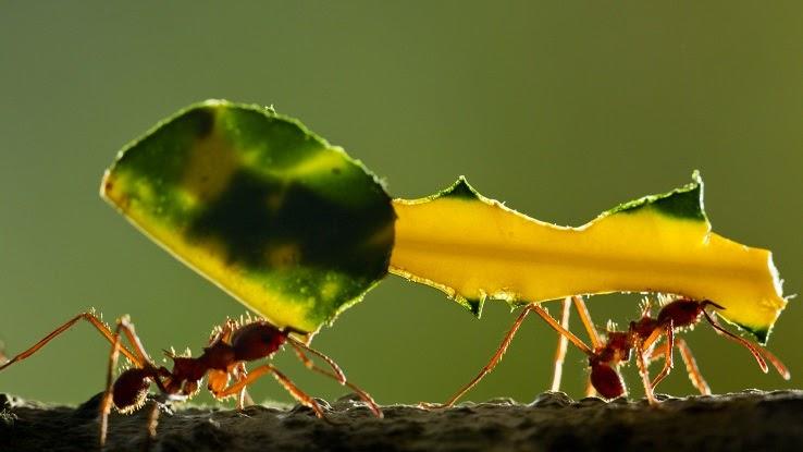 What Is an Example of Mutualism in the Rainforest?