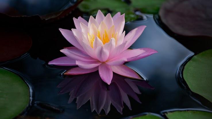 What Are Some Symbols of Change and Growth? Things That Represent Change