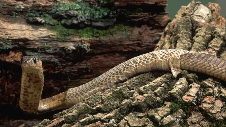 What Are Some Symbols of Change and Growth? Things That Represent Change