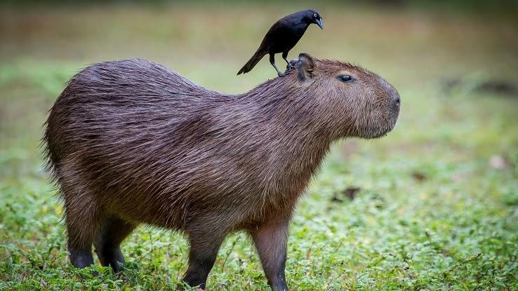 What Is an Example of Mutualism in the Rainforest?