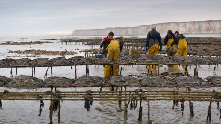 What Are the Advantages and Disadvantages of Fish Farming?