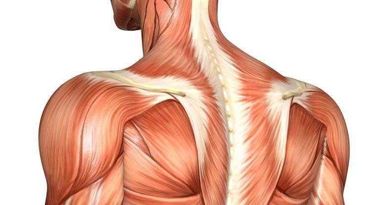 Where Is the Torso Located on the Body?