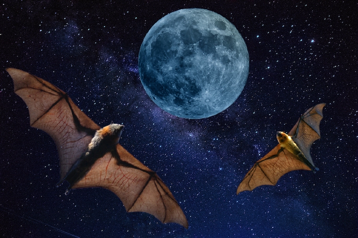 Why Are Bats Vital to Our Ecosystems, and How Can We Help Them?