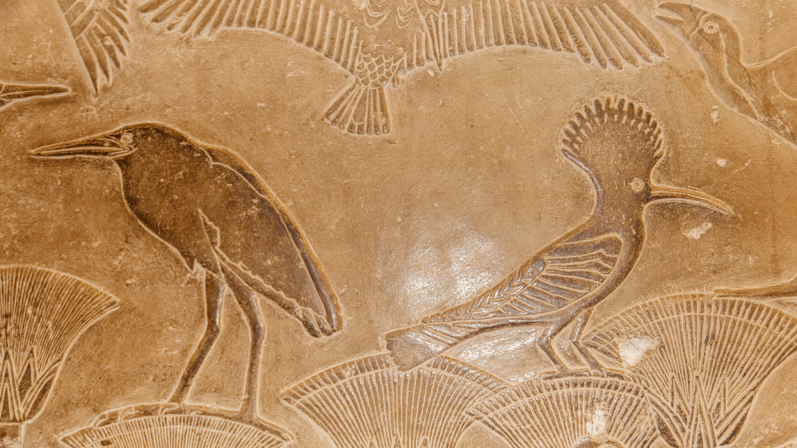 Bird Symbolism and Folklore From Around the World